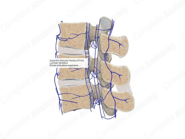 Superior Articular Facets of First Lumbar Vertebra | Complete Anatomy
