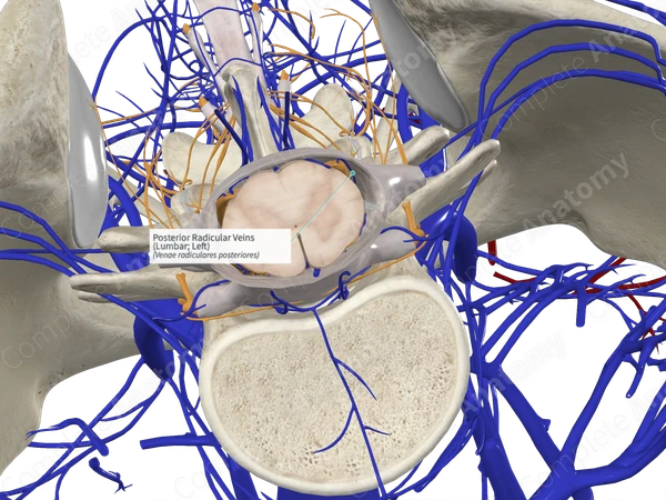 Posterior Radicular Veins (Lumbar; Left) | Complete Anatomy