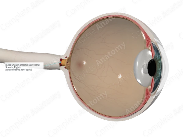 Inner Sheath of Optic Nerve (Pial Sheath; Right) | Complete Anatomy