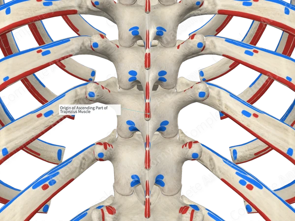 Origin of Ascending Part of Trapezius Muscle | Complete Anatomy