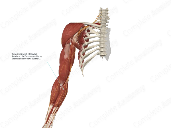 Anterior Branch of Medial Antebrachial Cutaneous Nerve | Complete Anatomy