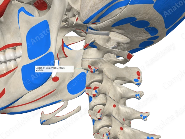 Origin of Scalenus Medius Muscle | Complete Anatomy