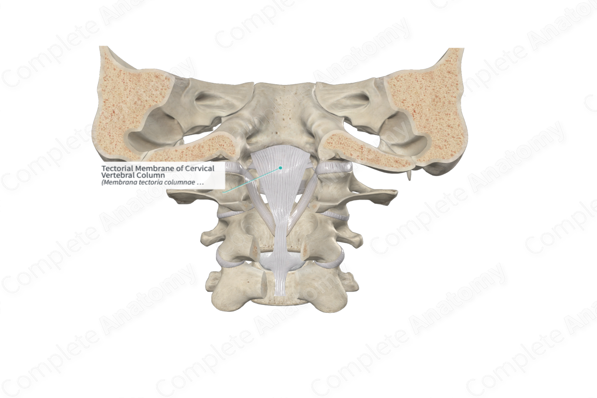 Tectorial Membrane of Cervical Vertebral Column | Complete Anatomy