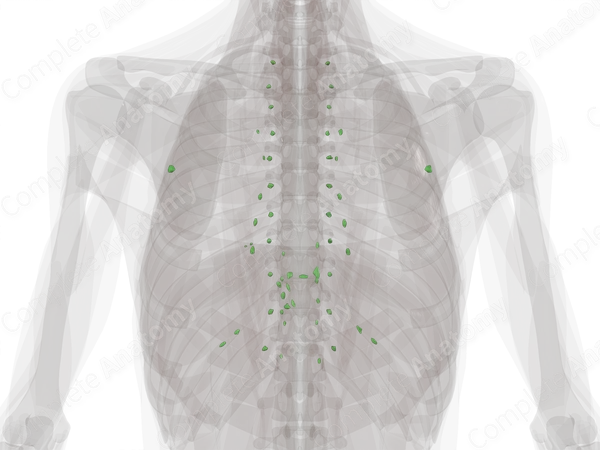 Parietal Thoracic Lymph Nodes Complete Anatomy
