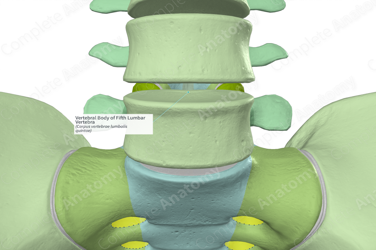 Vertebral Body Of Fifth Lumbar Vertebra Complete Anatomy