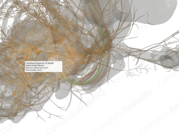 Collateral Branch of Ninth Intercostal Nerve (Left) | Complete Anatomy