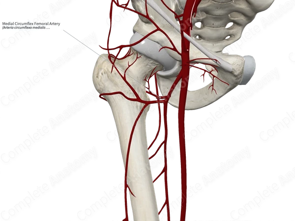 Medial Circumflex Femoral Artery | Complete Anatomy