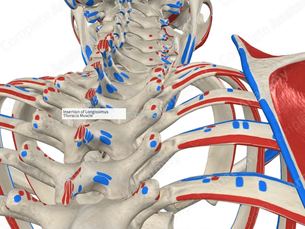 Insertion of Longissimus Thoracis Muscle | Complete Anatomy
