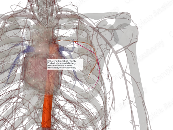 Collateral Branch of Fourth Posterior Intercostal Artery (Right ...