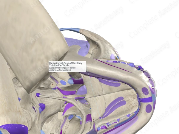 Mesiolingual Cusp of Maxillary Third Molar Tooth | Complete Anatomy