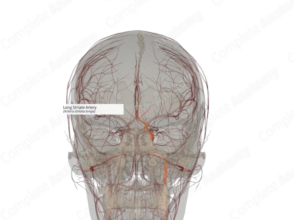Long Striate Artery (Left) | Complete Anatomy