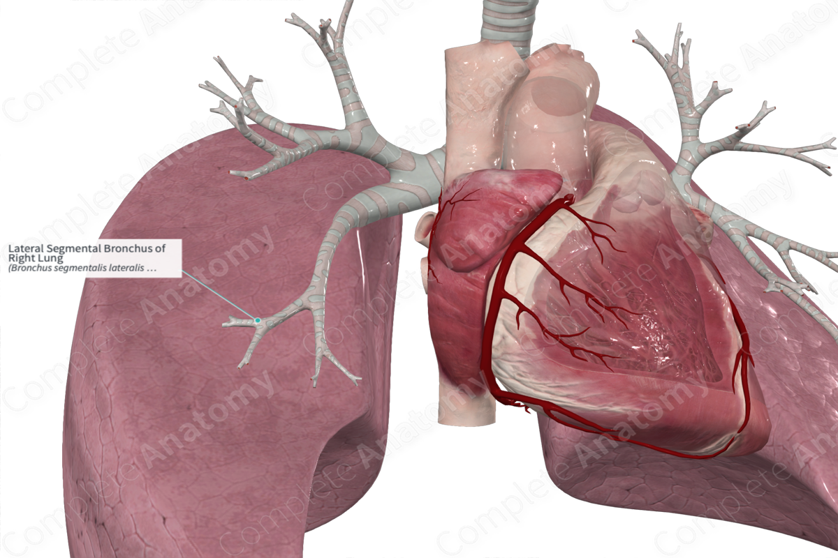 Lateral Segmental Bronchus Of Right Lung Complete Anatomy