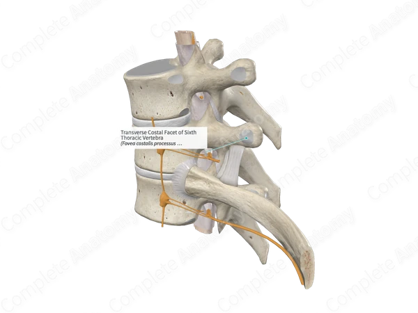 Transverse Costal Facet of Sixth Thoracic Vertebra | Complete Anatomy