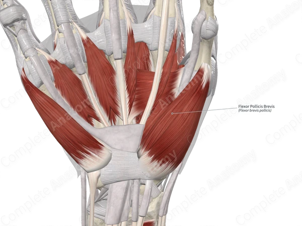 Flexor Pollicis Brevis | Complete Anatomy
