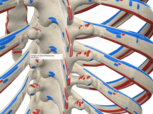 Origin of Short Rotatores Muscles | Complete Anatomy