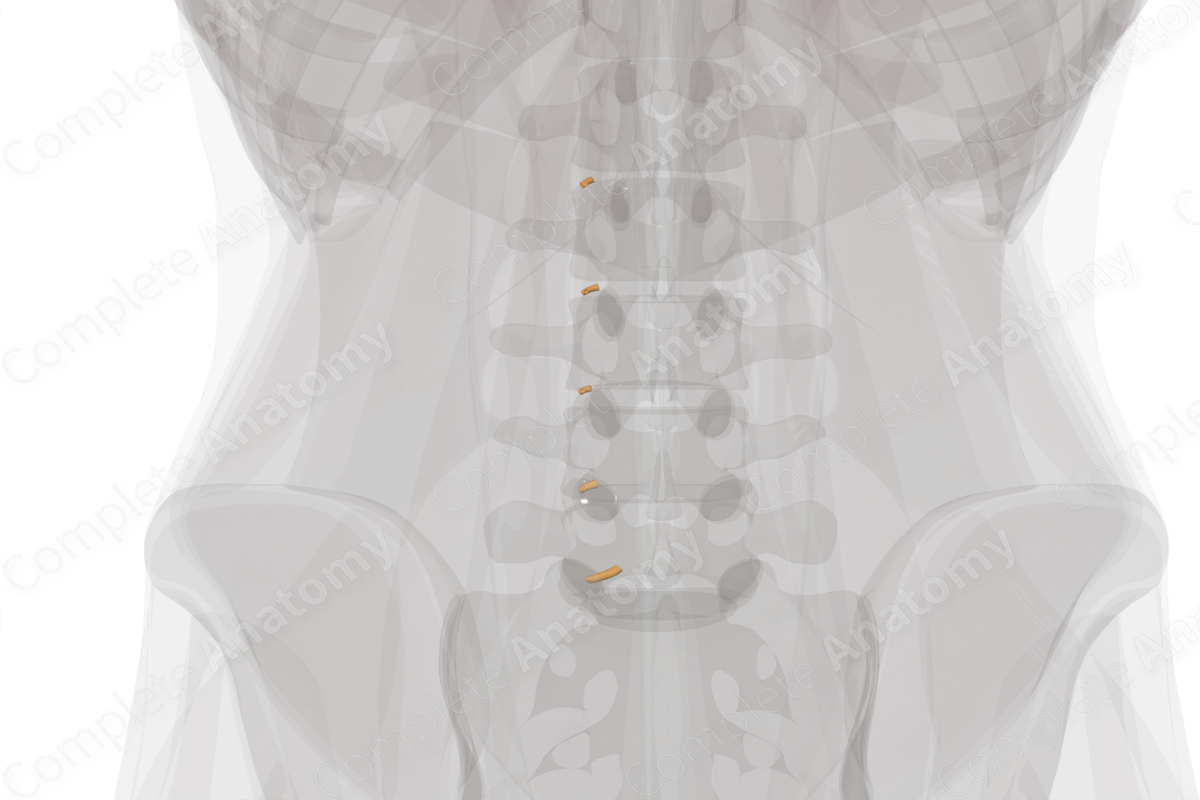 Lumbar Nerves Left Complete Anatomy