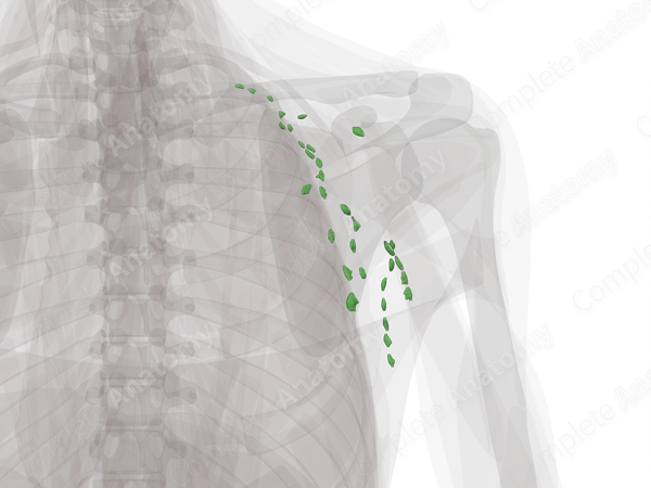 Axillary Nodes (Left) | Complete Anatomy