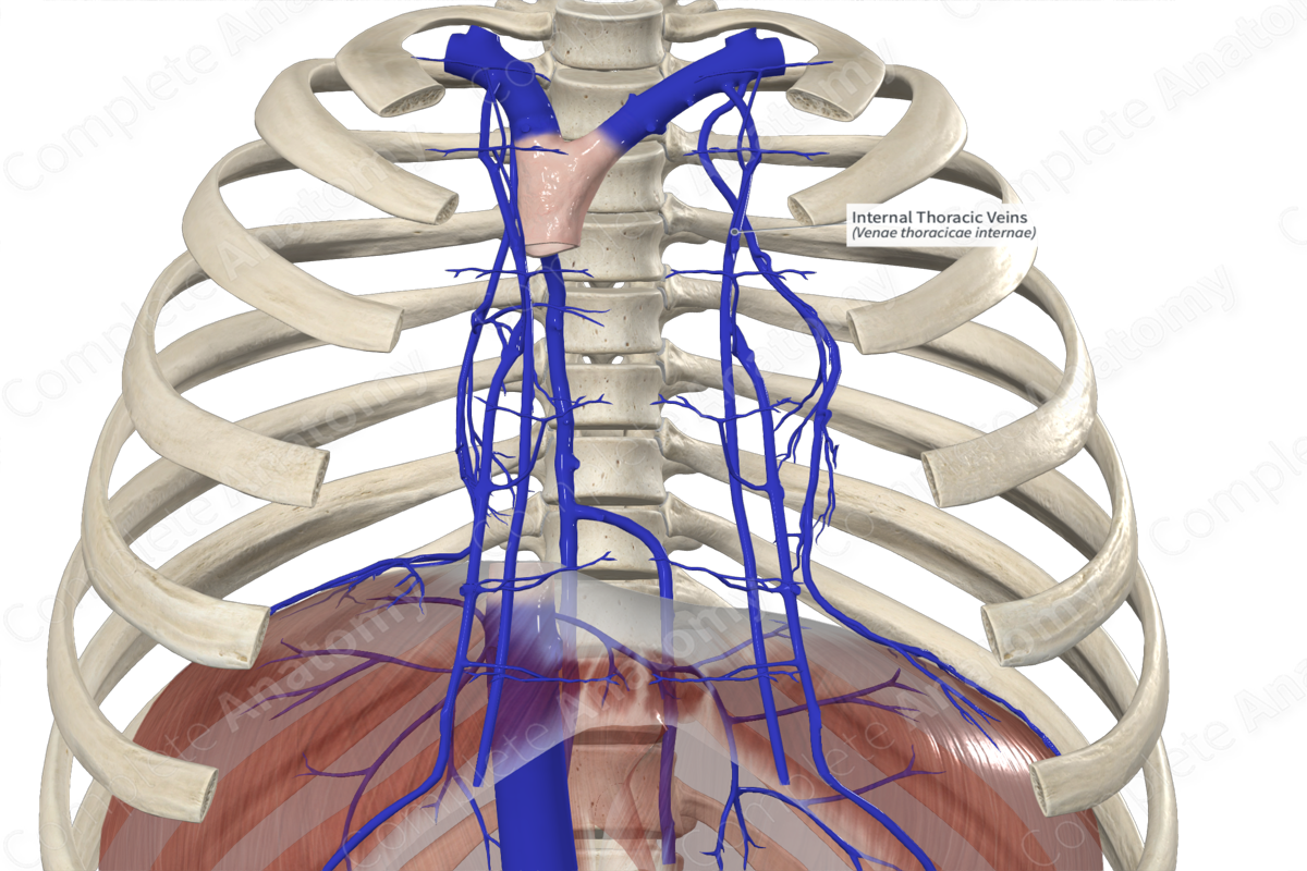 Internal Thoracic Veins | Complete Anatomy