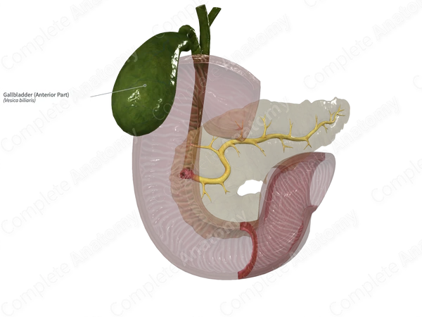 Gallbladder (Anterior Part) | Complete Anatomy