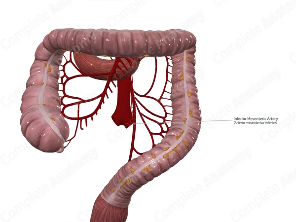 Inferior Mesenteric Artery | Complete Anatomy