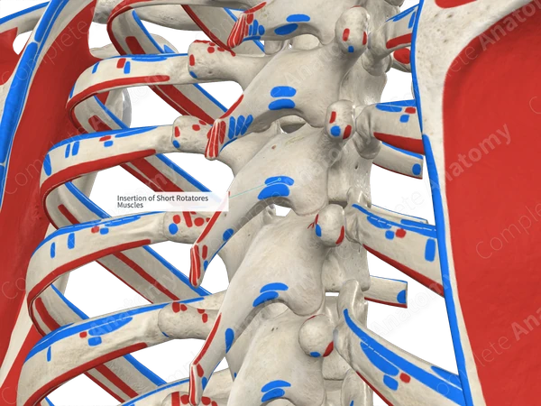Insertion of Short Rotatores Muscles | Complete Anatomy