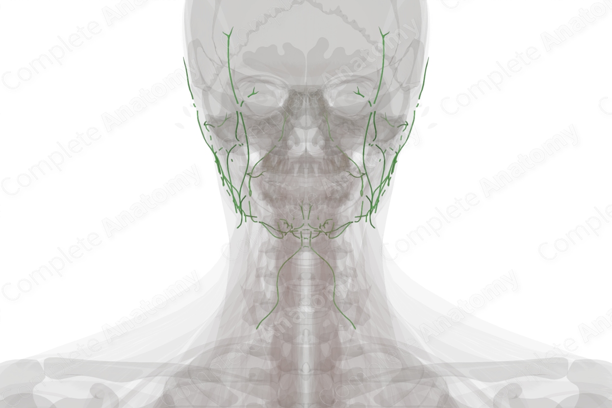 Lymph Vessels Of Head Complete Anatomy