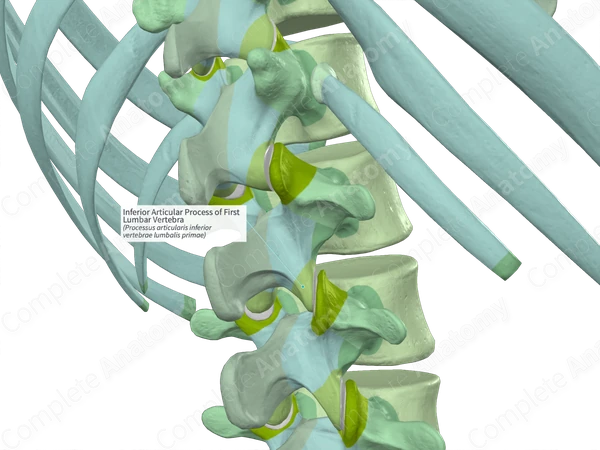 Inferior Articular Process of First Lumbar Vertebra (Right) | Complete ...