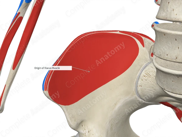 Origin of Iliacus Muscle | Complete Anatomy