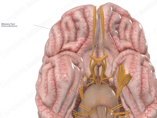Olfactory Tract | Complete Anatomy