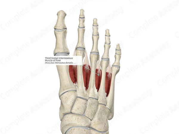 Third Dorsal Interosseous Muscle of Foot | Complete Anatomy