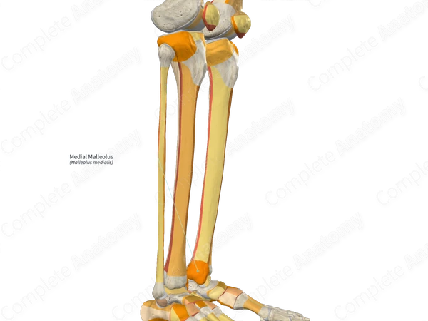 Medial Malleolus | Complete Anatomy