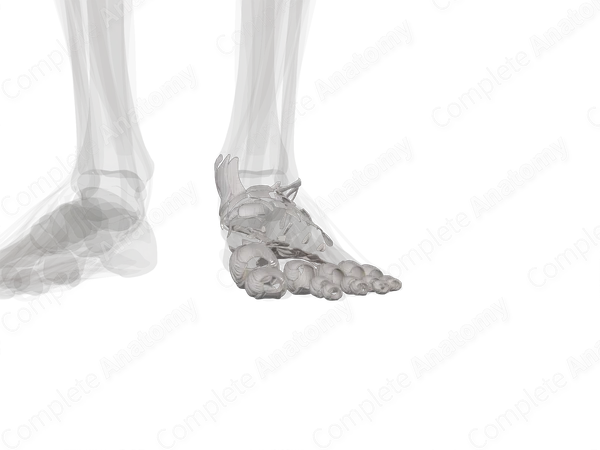 Joints of Foot (Left) | Complete Anatomy
