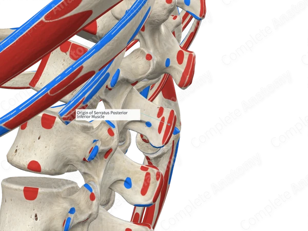Origin of Serratus Posterior Inferior Muscle | Complete Anatomy