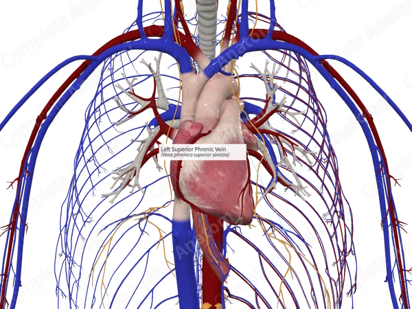Left Superior Phrenic Vein | Complete Anatomy
