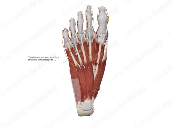 Third Lumbrical Muscle of Foot | Complete Anatomy