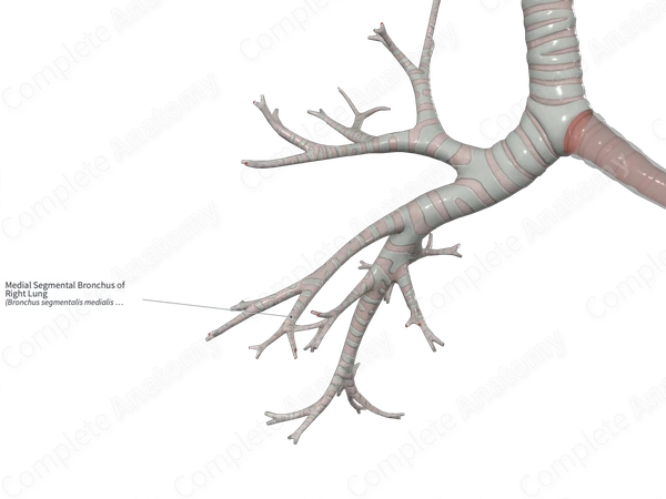 Medial Segmental Bronchus of Right Lung | Complete Anatomy