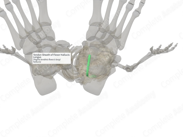 Tendon Sheath of Flexor Hallucis Longus (Right) | Complete Anatomy