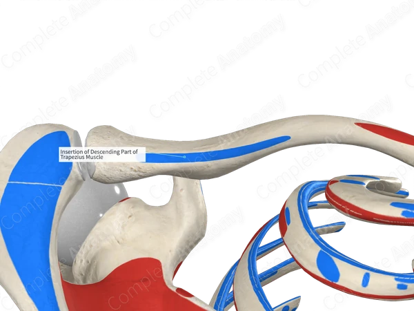 Insertion of Descending Part of Trapezius Muscle | Complete Anatomy