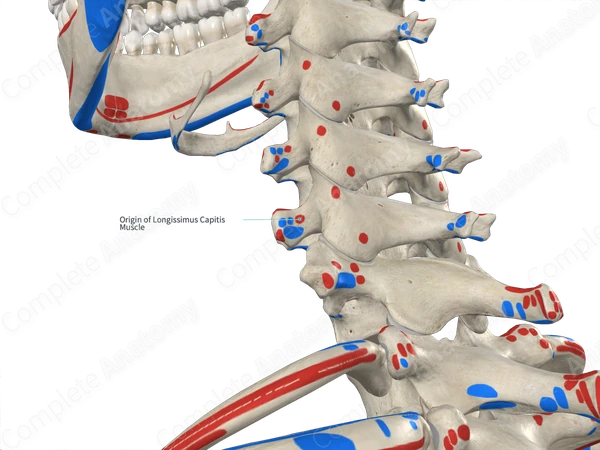 Origin of Longissimus Capitis Muscle | Complete Anatomy