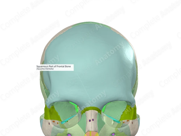 Squamous Part of Frontal Bone | Complete Anatomy