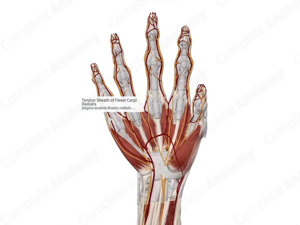 Tendon Sheath of Flexor Carpi Radialis | Complete Anatomy