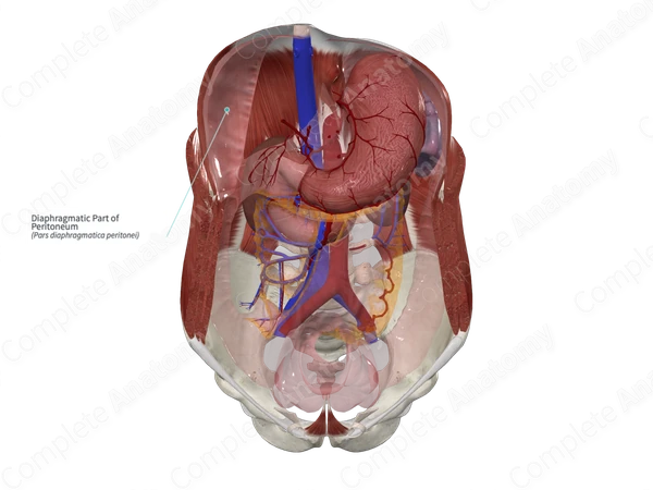 Diaphragmatic Part of Peritoneum | Complete Anatomy