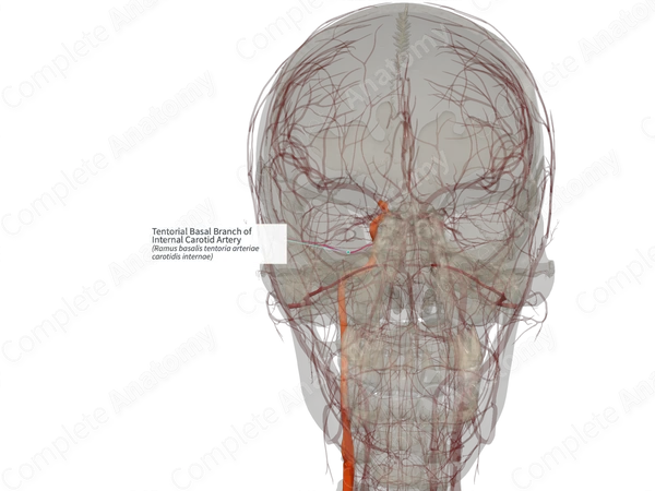 Tentorial Basal Branch of Internal Carotid Artery (Left) | Complete Anatomy