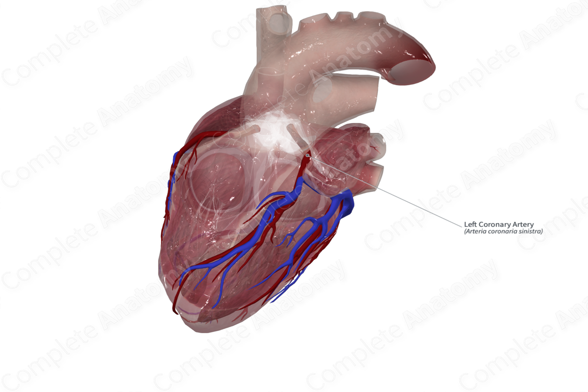 Left Coronary Artery | Complete Anatomy