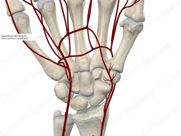 Superficial Palmar Arch | Complete Anatomy