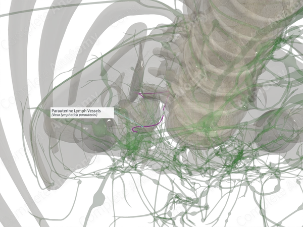 Parauterine Lymph Vessels (Left) | Complete Anatomy