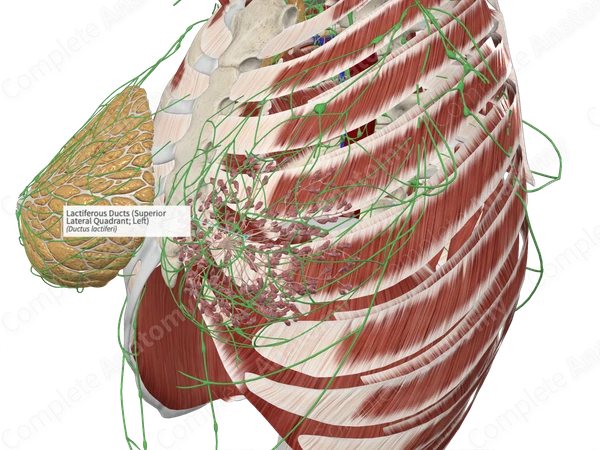 Lactiferous Ducts (Superior Lateral Quadrant; Left) | Complete Anatomy