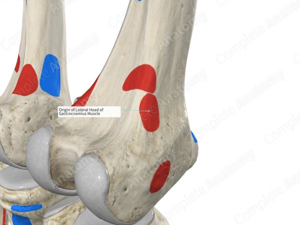 Origin of Lateral Head of Gastrocnemius Muscle | Complete Anatomy