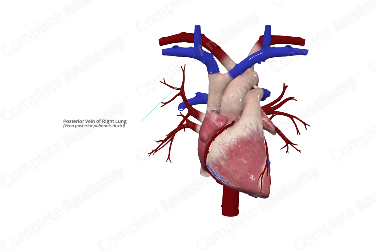 Posterior Vein Of Right Lung Complete Anatomy
