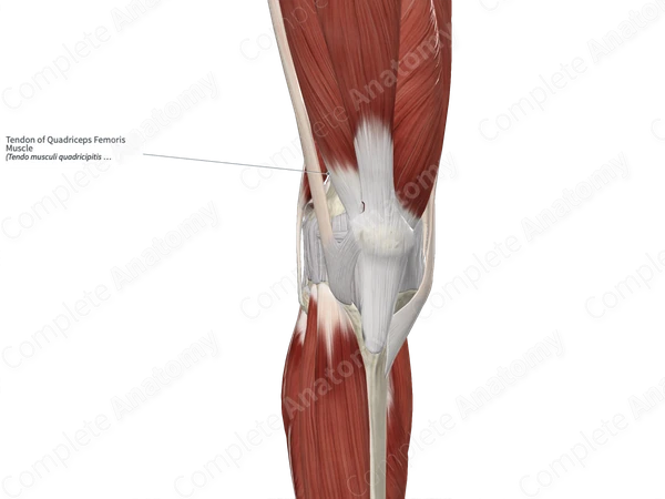 Tendon of Quadriceps Femoris Muscle | Complete Anatomy